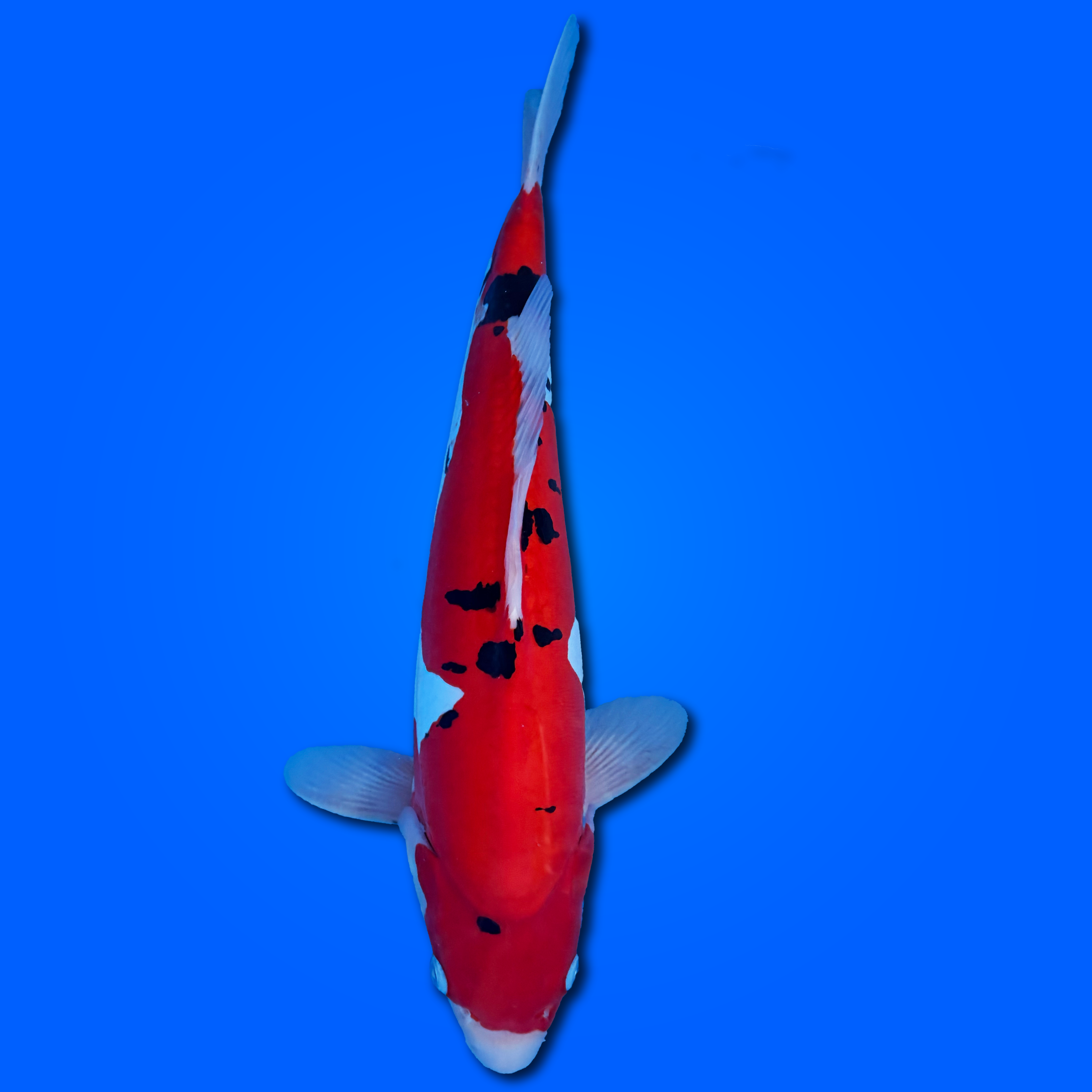 Doitsu Sanke Koi Carp - Japan Selection 2025/2026 – Koi Varese