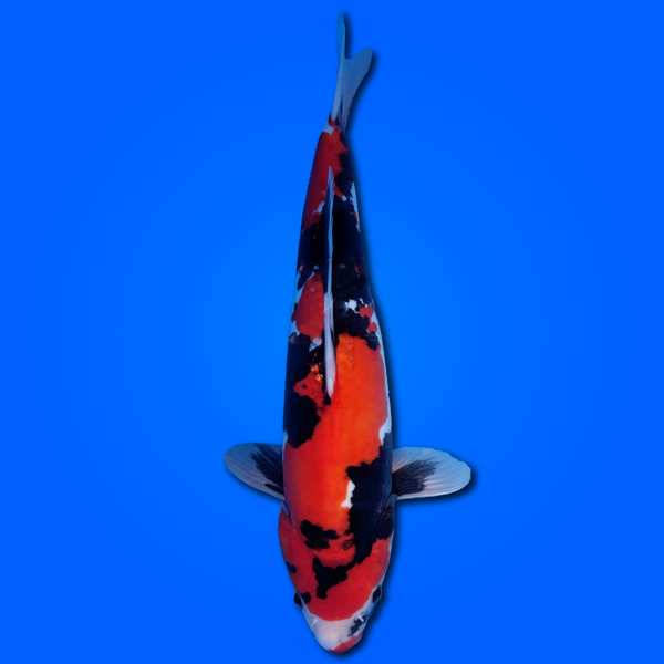 Carpa Koi Showa Doitsu - Selezione Giappone 2025/2026 – Koi Varese